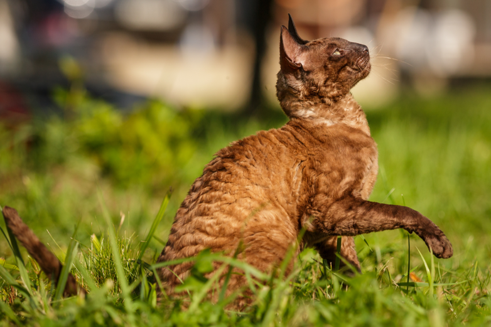 The Cornish Rex Cats and its Fascinating World